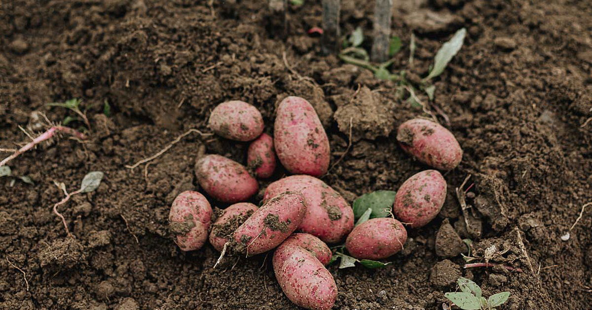 Resinger BIOlogisch - SlowFood Österreich - SlowFood Österreich